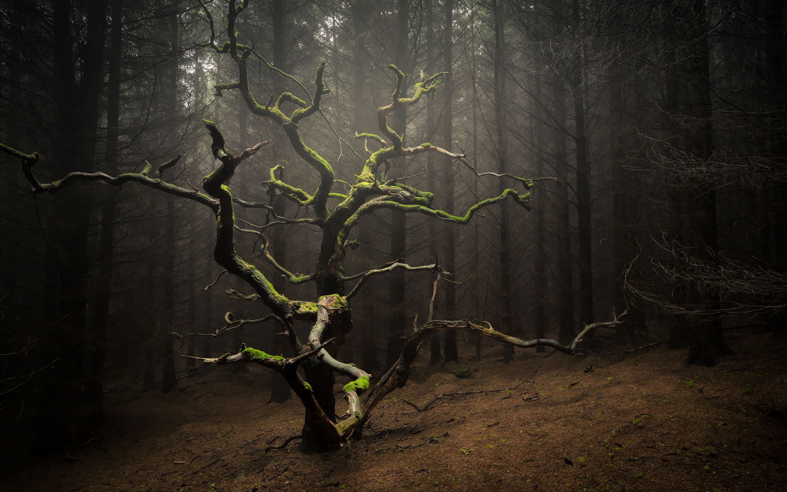Woodland & Landscape Photography by Simon Baxter in North Yorkshire