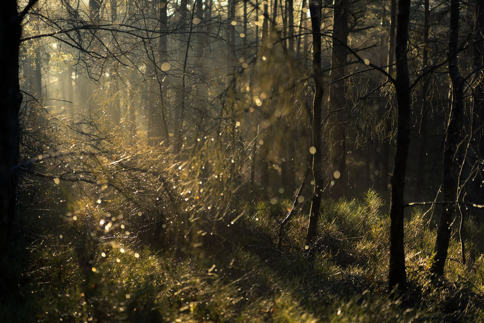 Woodland-Elements - Simon Baxter Photography
