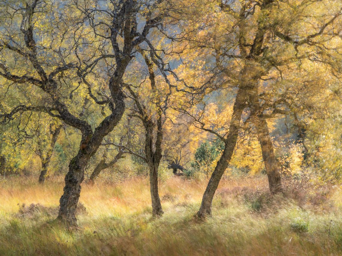 Ever-watching - Simon Baxter Photography